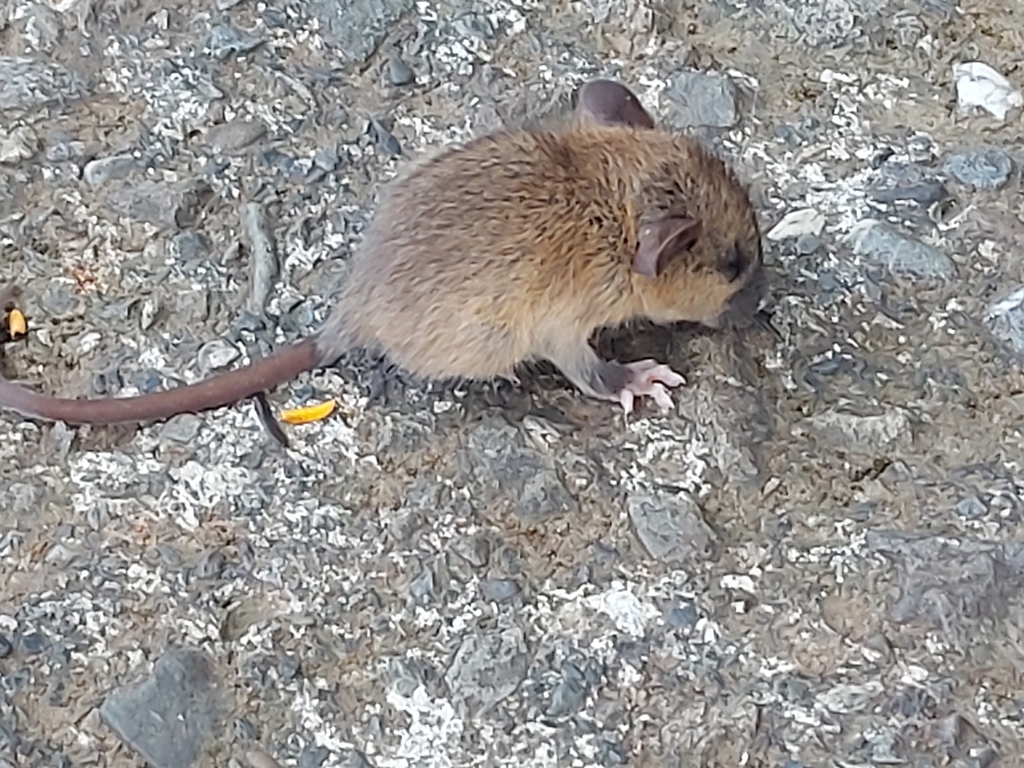 Coxing's White-bellied Rat from 646台灣雲林縣古坑鄉28 on October 25, 2022 at 03 ...