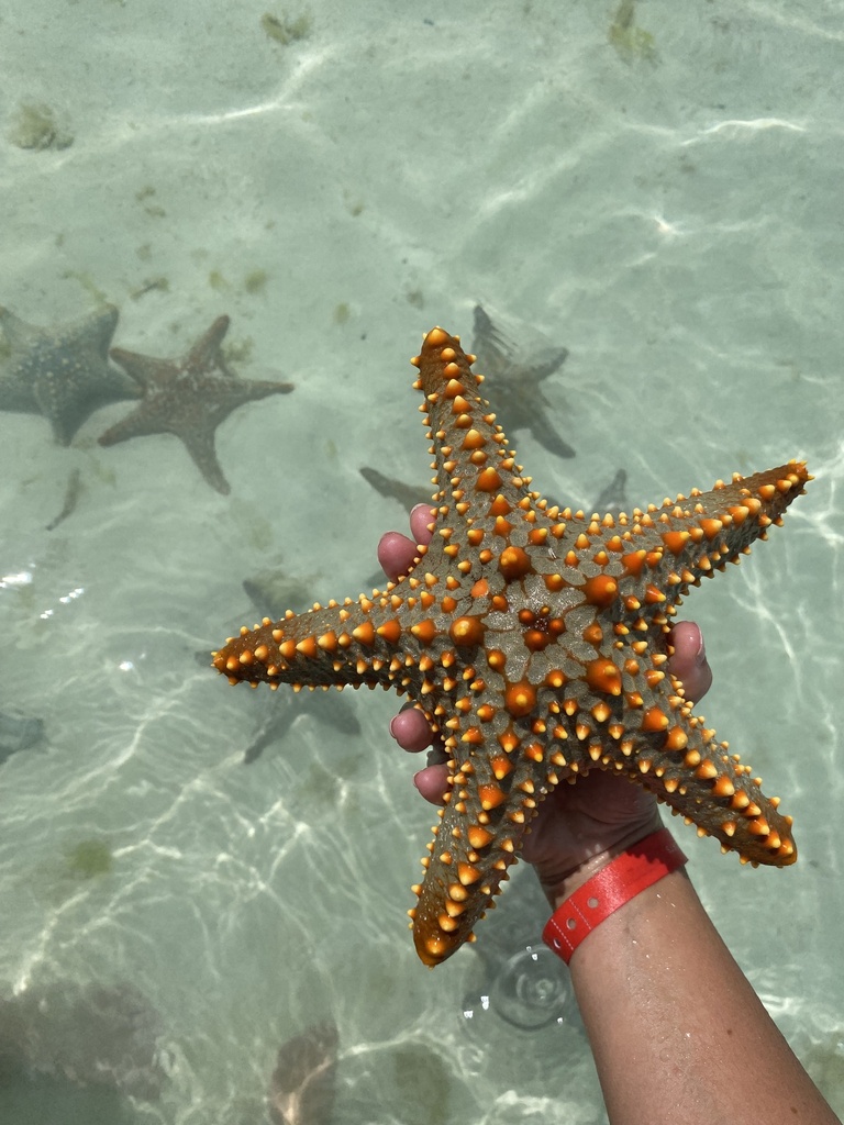 Pentaceraster from Indian Ocean, TZ on 25 October, 2022 at 10:24 AM by rocio_gr · iNaturalist ...