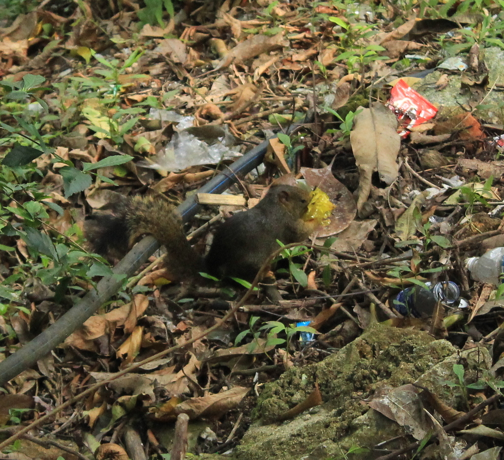 Pallas' Squirrel from Thiên Lộc, Tx. Hồng Lĩnh, Hà Tĩnh, Vietnam on ...