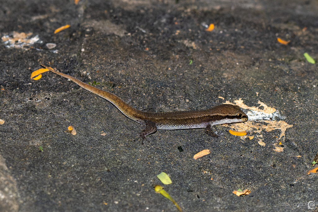 Black-spotted Leaf-toed Gecko in October 2022 by Patta Vangtal ...