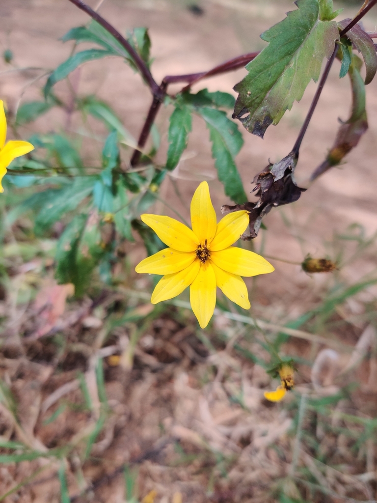 Bidens oligoflora from Jos North, NG-PL, NG on October 25, 2022 at 11: ...