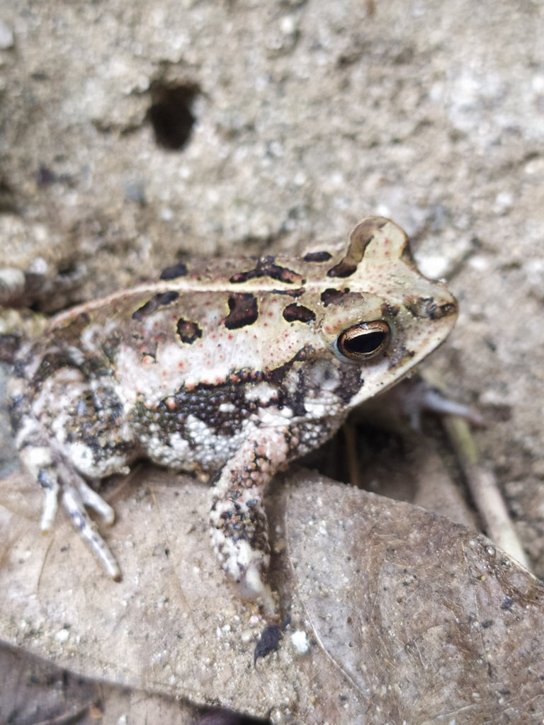 Marbled Toad from Instituto Tecnológico de Sn, 63734 Cruz de ...