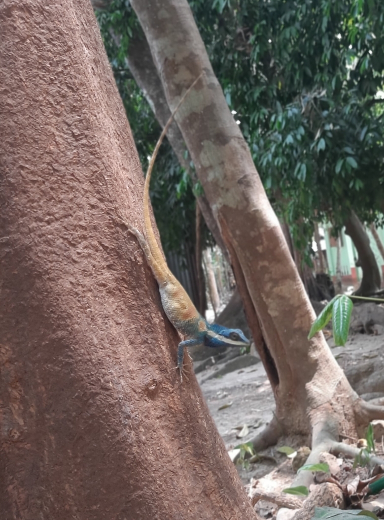 Myanmar Blue Crested Lizard from HWHG+HHM, Myaungmya, Myanmar (Burma ...