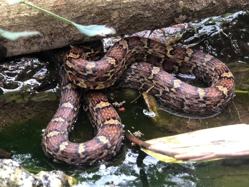 Bella Rat Snake from V4PJ+VC9, Chipwi, Myanmar (Burma) on April 20 ...