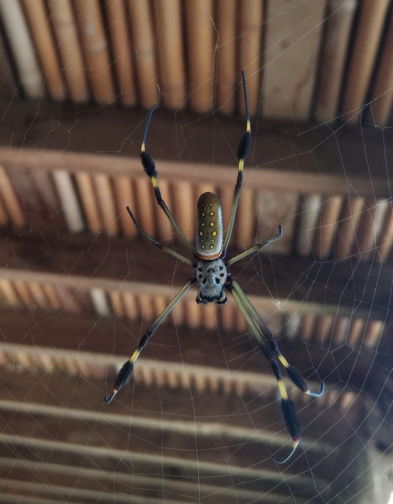 Golden Silk Spider from Lankester Botanical Garden on October 24, 2022 ...