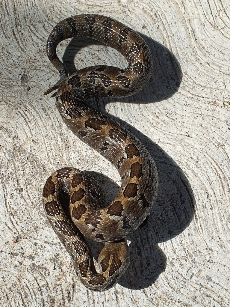 Mexican Pygmy Rattlesnake from 52480 Méx., México on October 23, 2022 ...