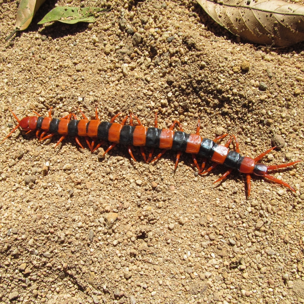 Indian Tiger Centipede from Ghat Kunang, Karnataka 581186, India on ...