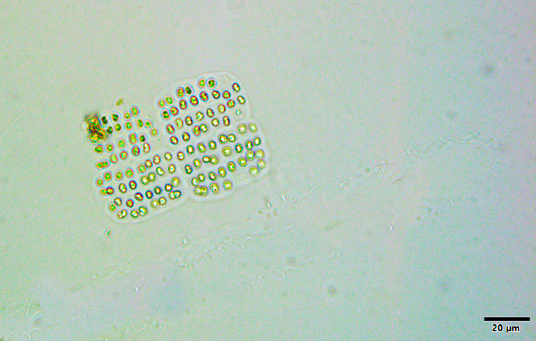 Merismopedia (Marine Phytoplankton of the Grand Strand Region of SC ...