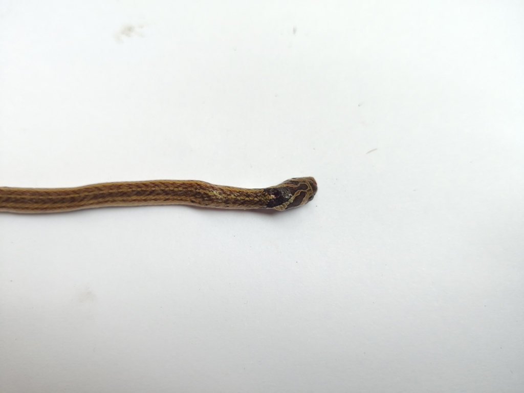 North-east Indian Kukri Snake from Paungde on April 25, 2022 at 10:28 ...