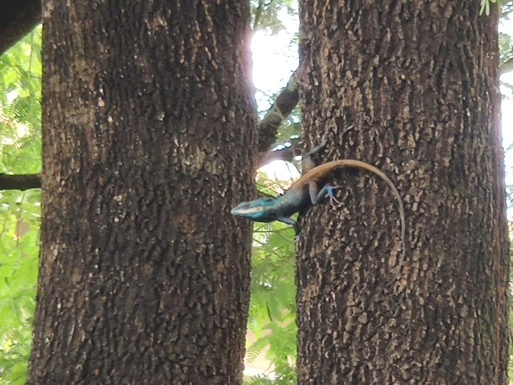 Myanmar Blue Crested Lizard from Paungde on July 2, 2022 at 12:15 PM by ...