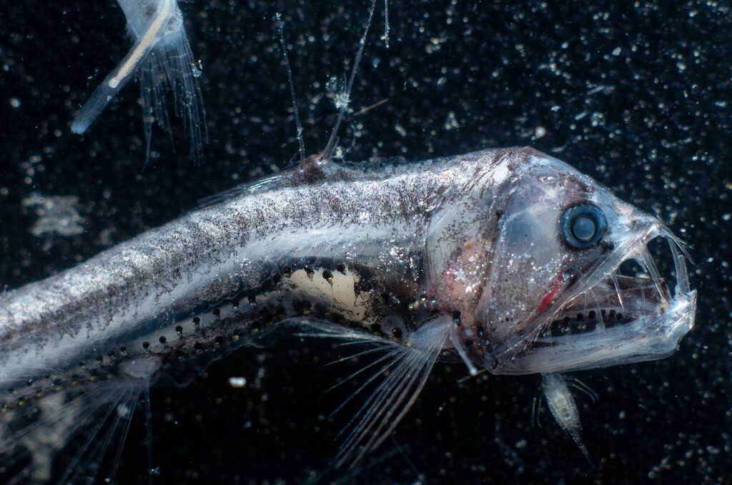 Pacific Viperfish from Dellwood seamount on July 28, 2017 at 11:12 PM ...