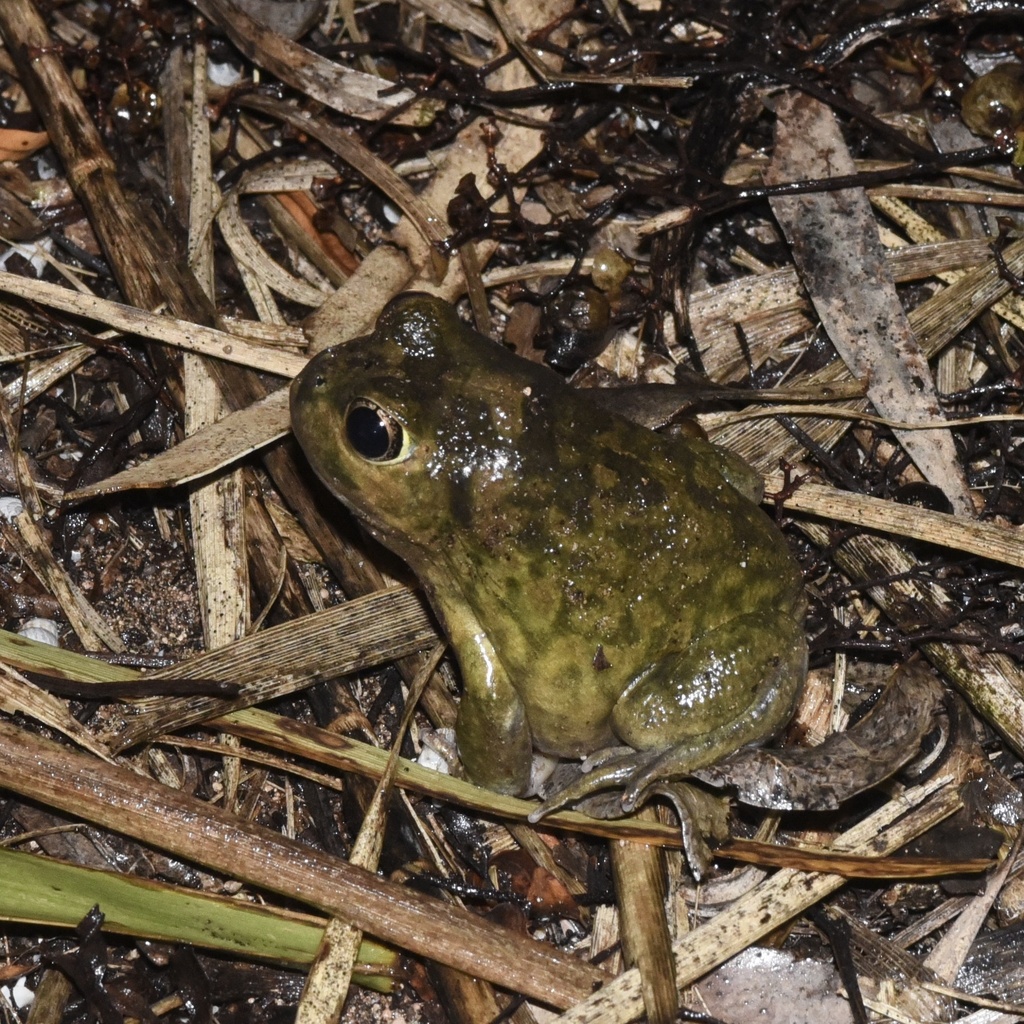 Painted Burrowing Frog from Montgomerie Tce, Streaky Bay, SA, AU on ...