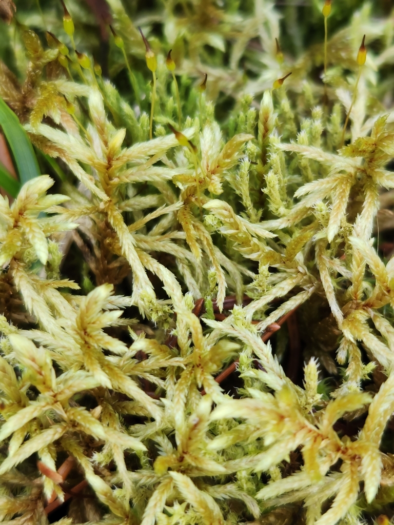 Red-stemmed Feather Moss in October 2022 by Thania Fortin · iNaturalist
