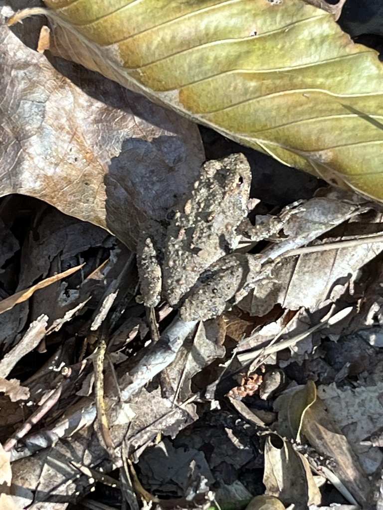 Northern Cricket Frog from SR-860, Gordonsville, VA, US on October 25 ...