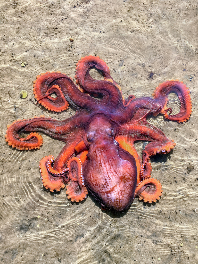 New Zealand Octopus from 504–552 Marion Bay Road, , TAS, AU on March 16 ...