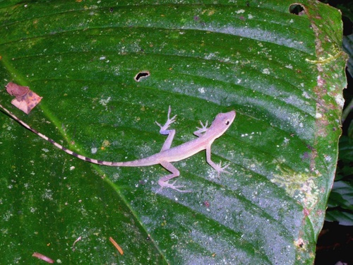 Border Anole (Norops limifrons) · iNaturalist