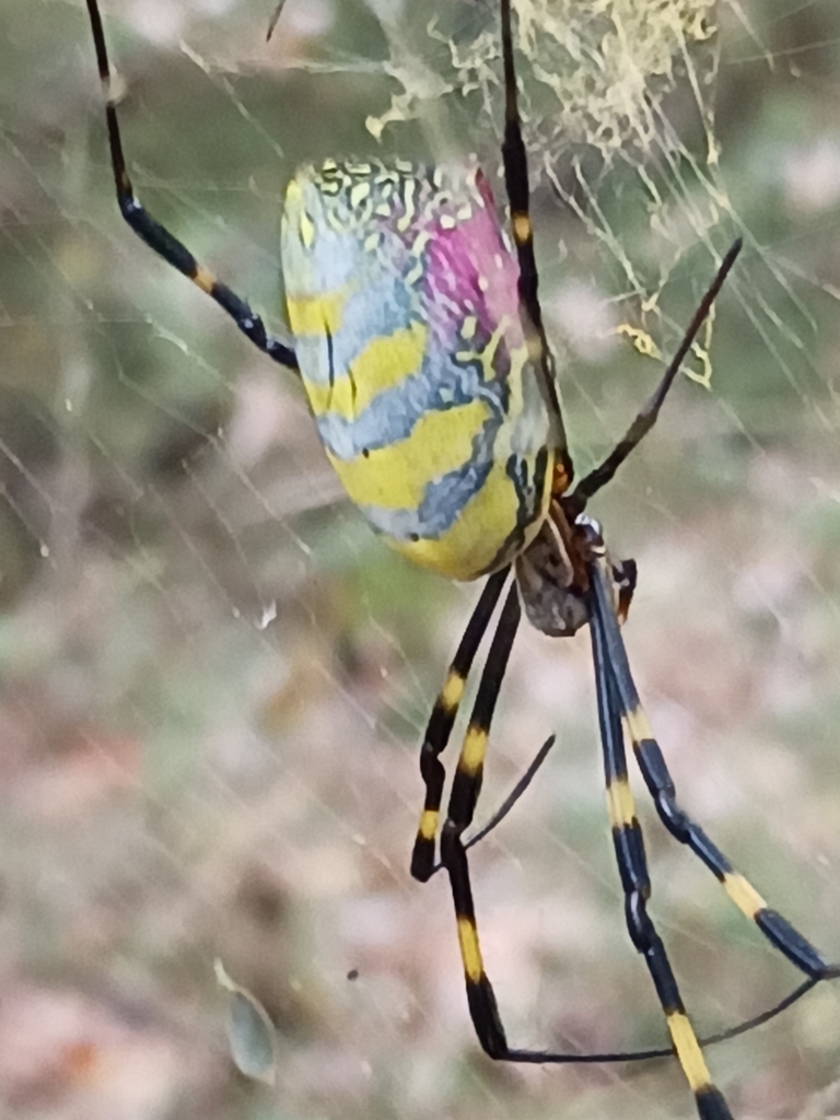 Joro Spider from Stockbridge on October 25, 2022 at 05:01 PM by Deborah ...