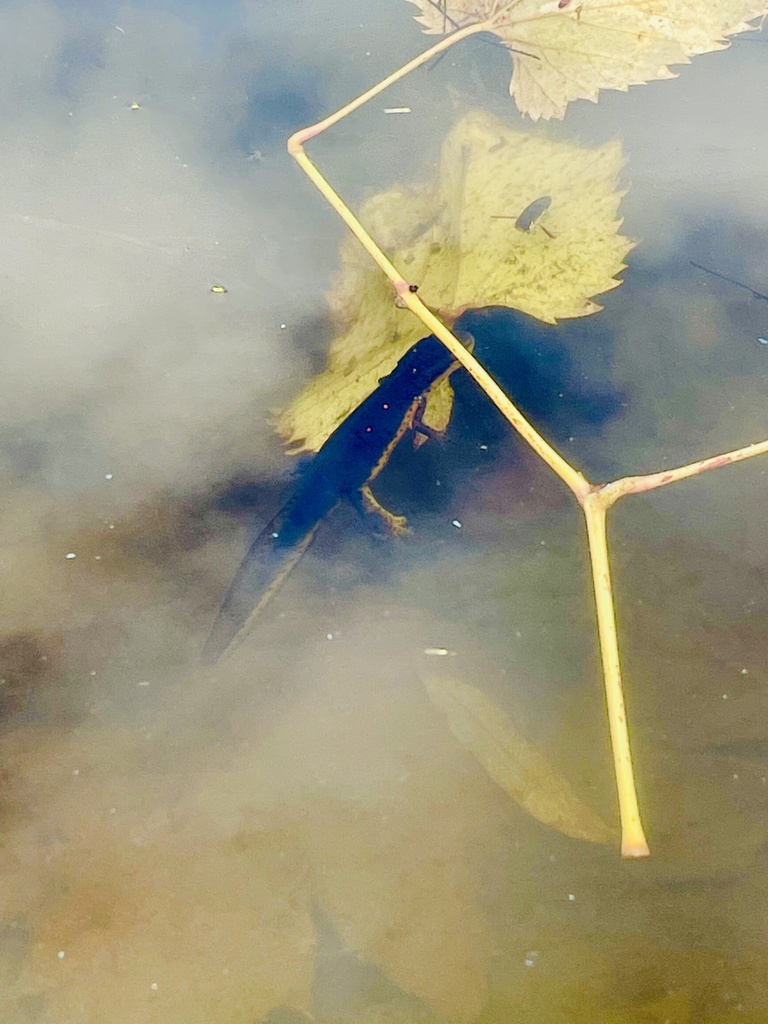 Red-spotted Newt from New Haven, VT, US on October 25, 2022 at 12:22 PM ...
