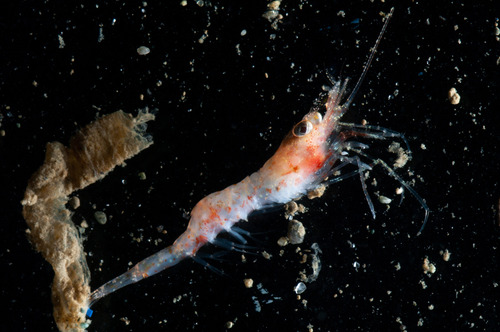 Eualus macrophthalmus · iNaturalist Mexico