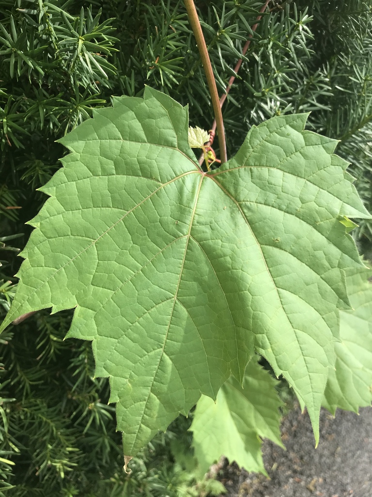 grapevines from 8044 North Dr, Highland, IN, US on August 29, 2018 at ...