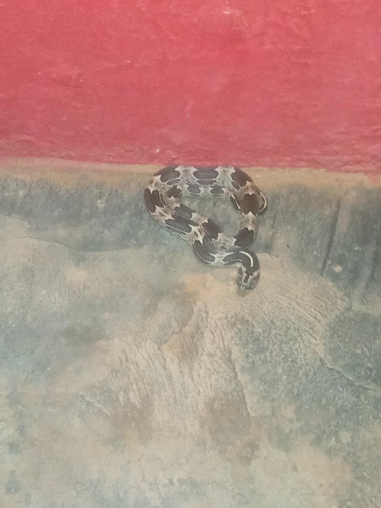 Splendid Kukri Snake from Mandalay, MM on July 30, 2022 at 09:52 PM by ...