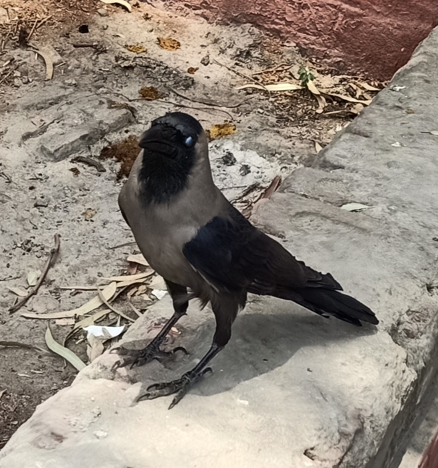 House Crow from ALSON MOTOR BUILDING, 1st Floor G.L DOGRA MARG, Gandhi ...