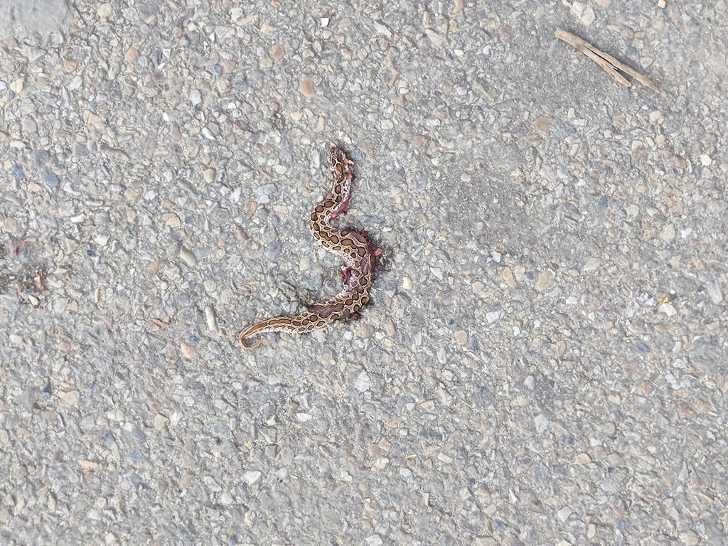 Russell's Viper from Upper Roopnagar, Roop Nagar on September 15, 2022 ...