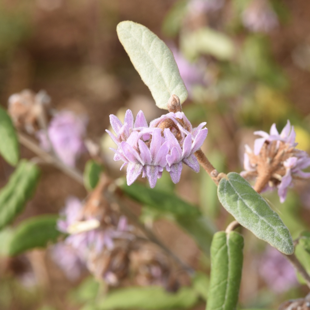 Coast Velvet-bush from Benbarber Rd, Mortana, SA, AU on September 21 ...