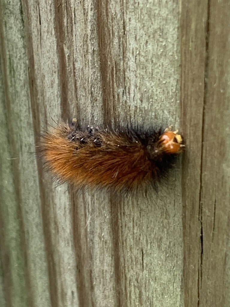 Virginian Tiger Moth from White Rd, Burbank, OH, US on October 25, 2022 ...