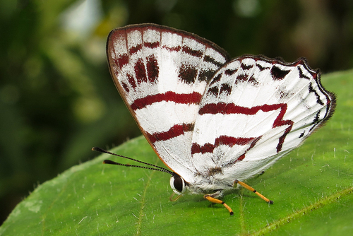 Euselasia labdacus · iNaturalist
