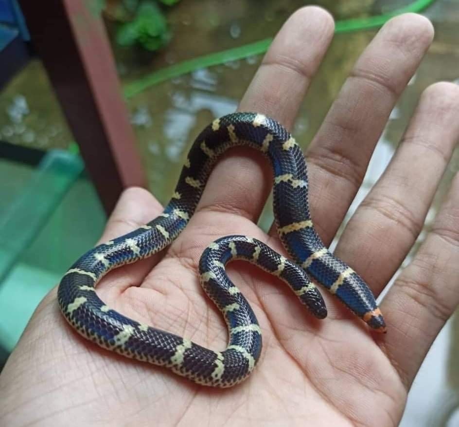 Burmese pipe snake from Kone Baung (11) Street, Yangon, Yangon, MM on ...
