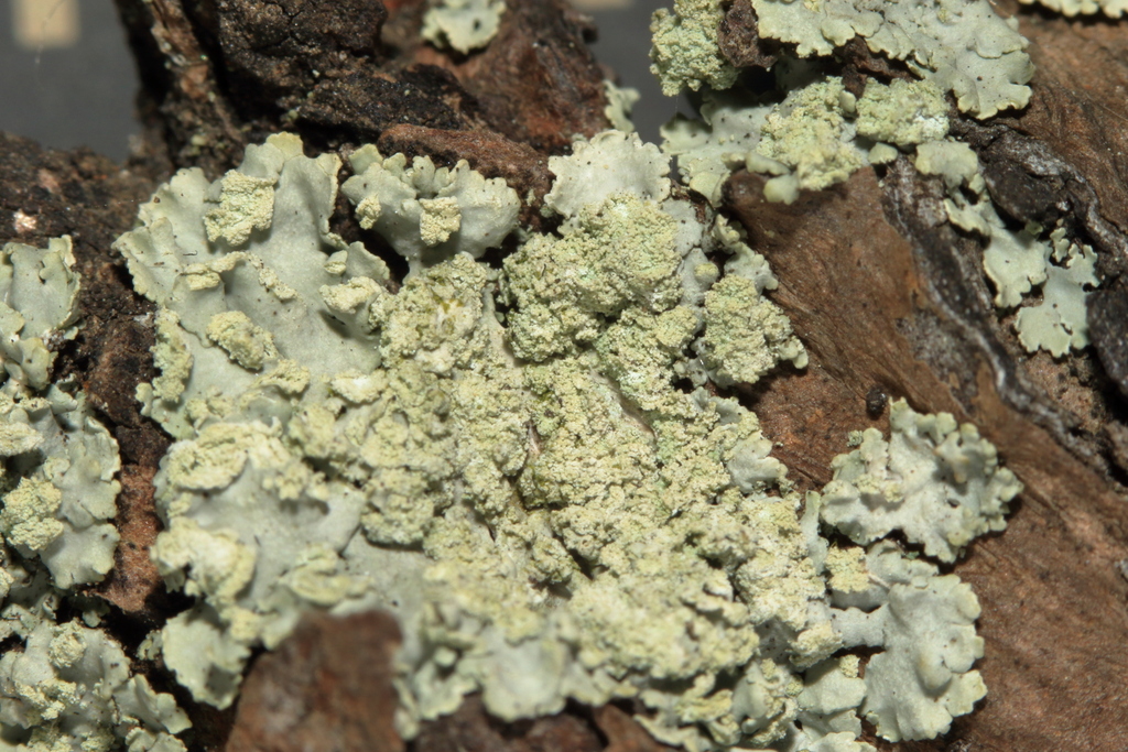 Grainy Shadow-crust Lichen from Wynberg, Cape Town, 7824, South Africa ...