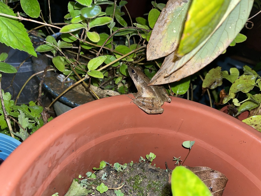 Taipa Frog in October 2022 by ktlo · iNaturalist