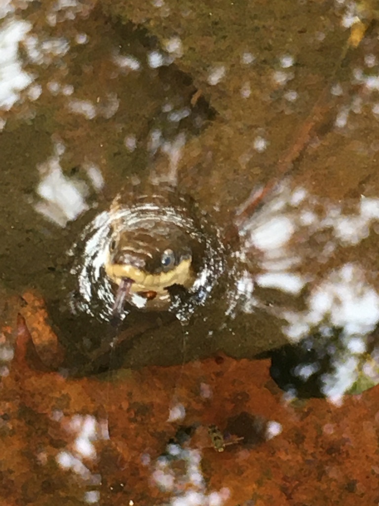 Queensnake in October 2022 by izzybpb · iNaturalist