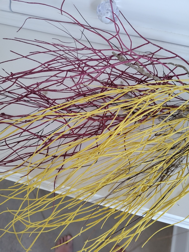Colorful Sea Whip from Edisto Beach, SC, USA on October 26, 2022 at 08: ...