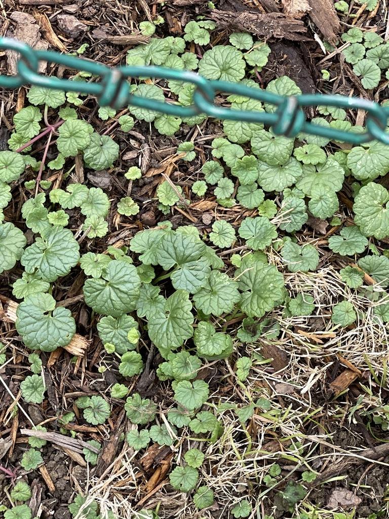 ground-ivy from Appalachian State University, Boone, NC, US on October ...