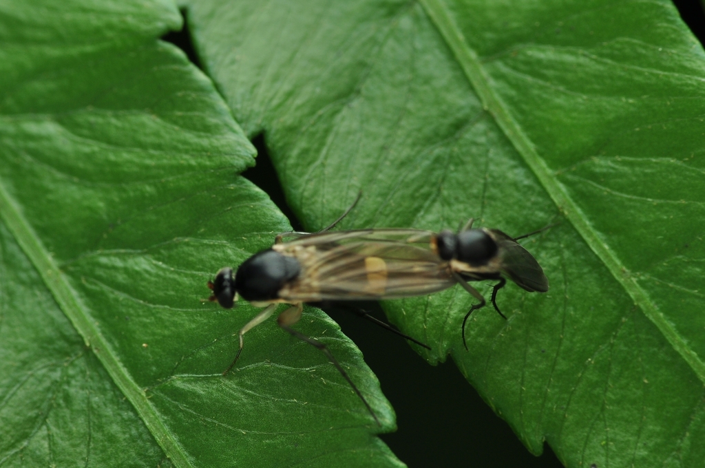 Diplonevra from 五指山 on October 24, 2022 at 01:14 PM by 邱仲良. 蚤蠅科 ...