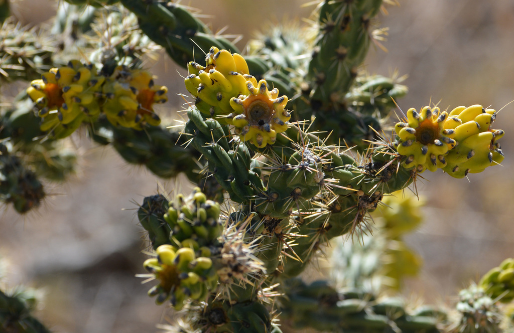 tree cholla from Vogel Canyon on September 12, 2015 by Henry Fabian ...