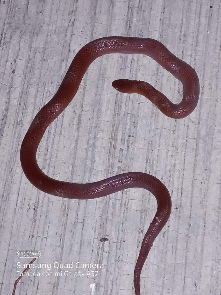 Blood Snake from San Fernando, MX-CH, MX on October 25, 2022 at 07:05 ...
