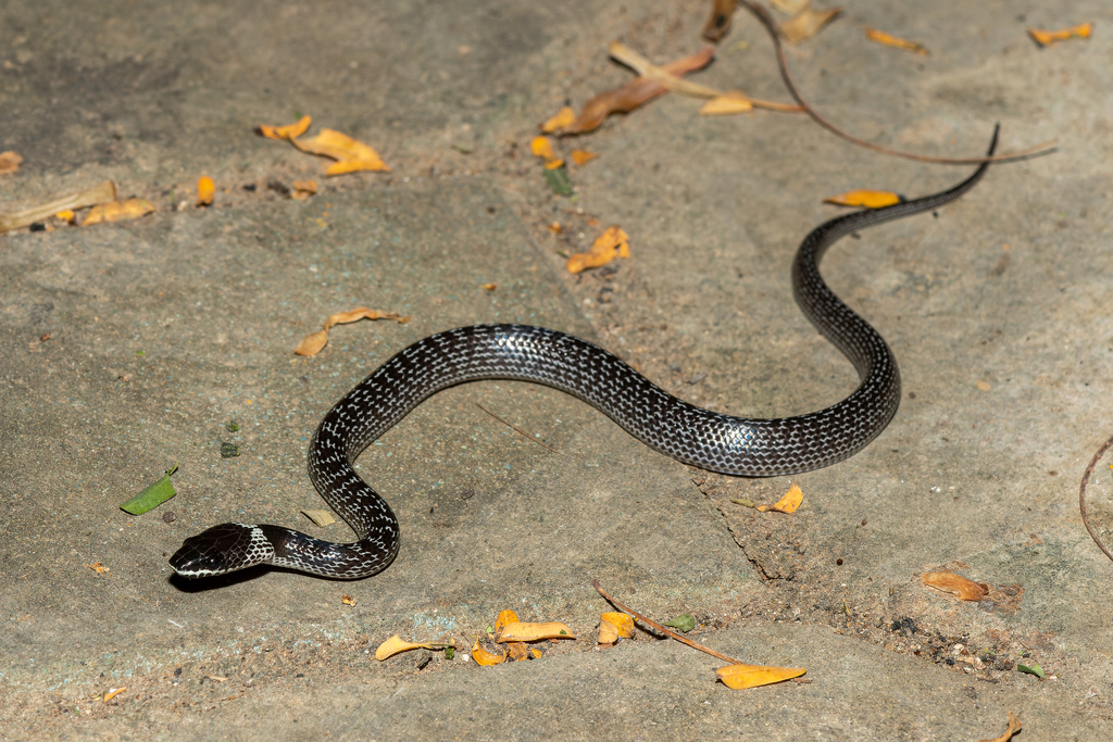 Common Wolf Snake in October 2022 by Andaman Kaosung · iNaturalist