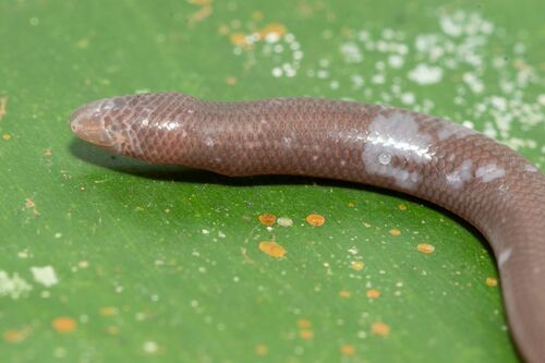 Dibamus alfredi · NaturaLista Colombia