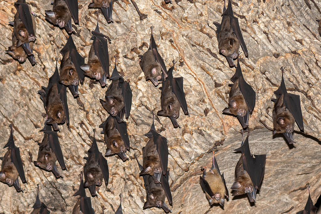 Great Roundleaf Bat from ตำบล บ้านหวด อำเภองาว ลำปาง 52110 ประเทศไทย on ...