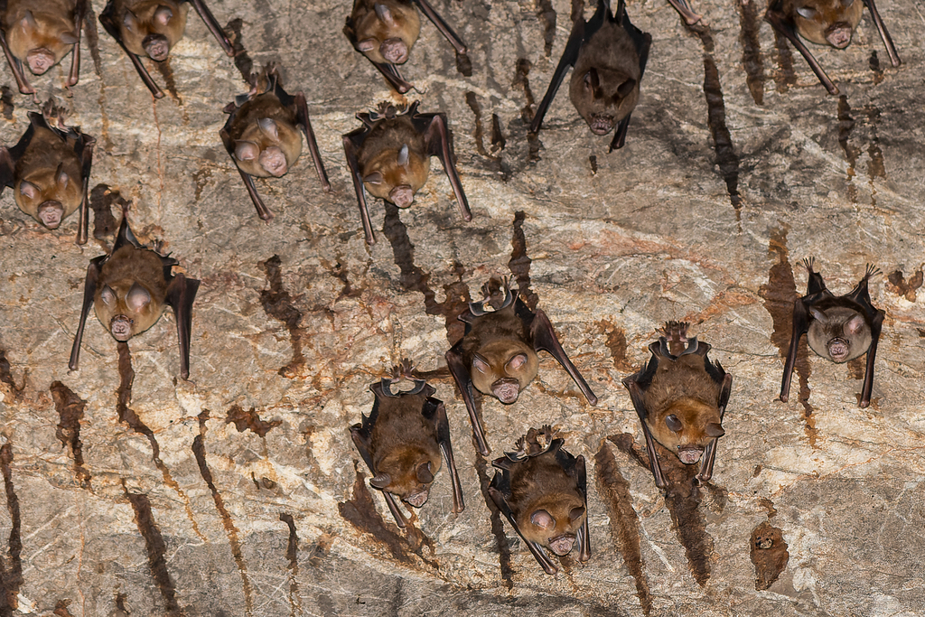 Shield-faced Roundleaf Bat from ตำบล บ้านหวด อำเภองาว ลำปาง 52110 ...