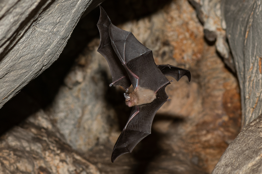 Bumblebee Bat Amazing Facts About Bumblebee Bats The Kitti's Hog