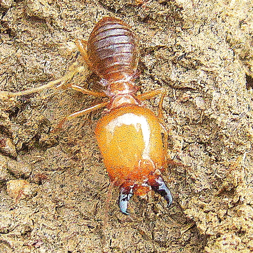 Syntermes territus · iNaturalist