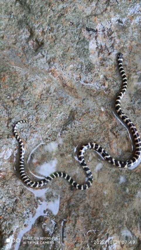 Cantor's Mangrove Snake from Ayeyarwady, MM on August 16, 2022 at 08:36 ...