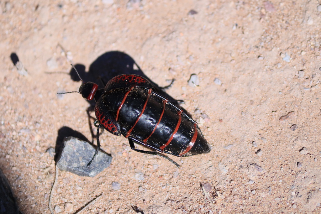 Megetra cancellata from Hidalgo County, NM, USA on October 25, 2022 at ...