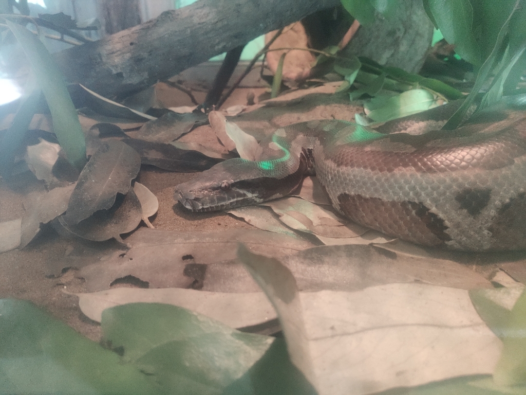 Myanmar Short-tailed Python in September 2022 by Tun Myat Win · iNaturalist