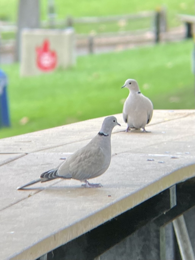 Eurasian Collared-Dove from Lake Poway Recreation Area, Poway, CA, US ...