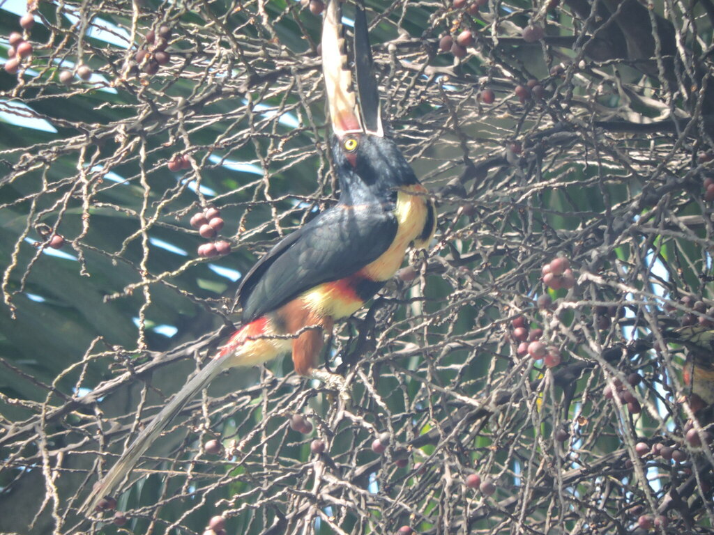 Collared Aracari from Arraiján, Panamá PATSA on October 25, 2022 at 07: ...